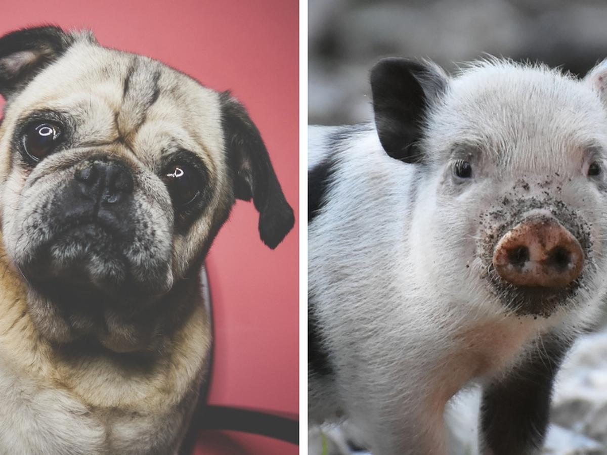 Los Corvejones De Cerdo Son Buenos Para Los Perros