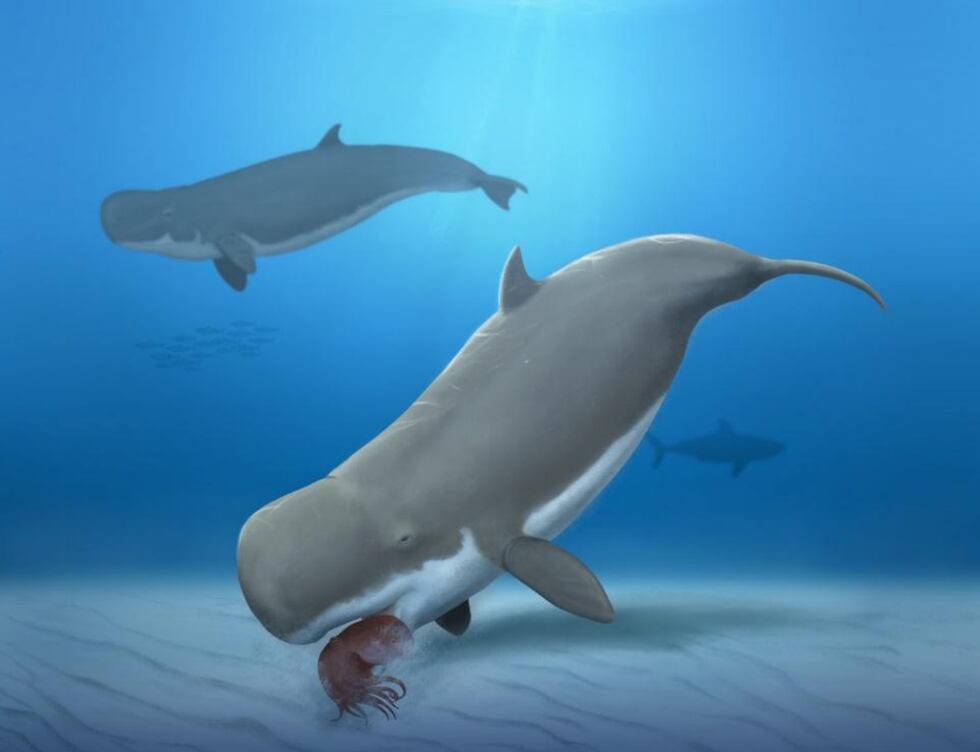 Ciencias: Fósiles | Hallan el fósil de un cachalote con una extraña ...