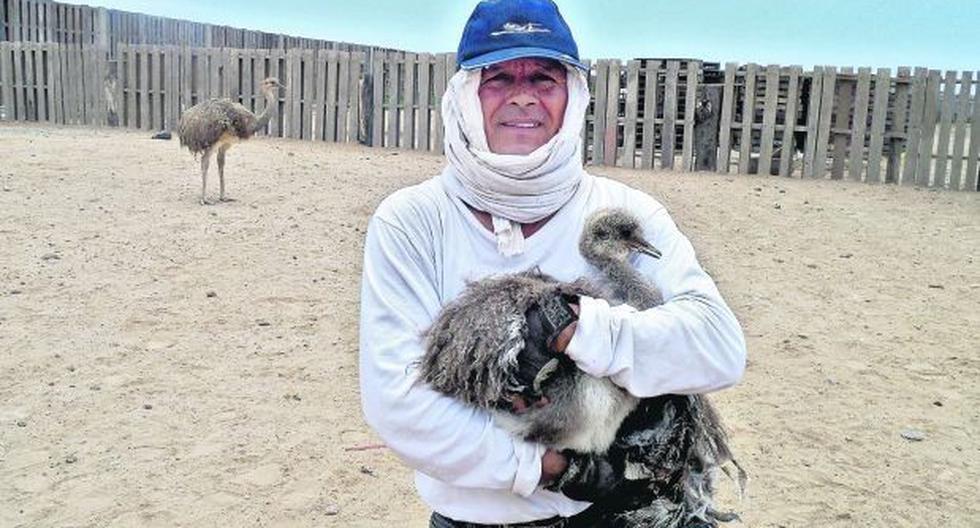 Piden salvar de la extinción al suri o ñandú de la puna peruano | LIMA ...