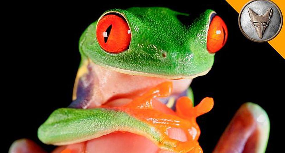 YouTube: conoce a la rana más famosa del mundo [VIDEO] | REDES-SOCIALES ...