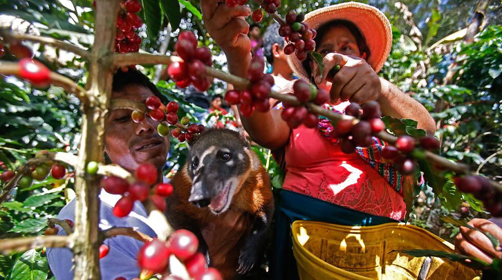 El coatí y uno de los mejores cafés del mundo [FOTOS] | PERU | EL ...