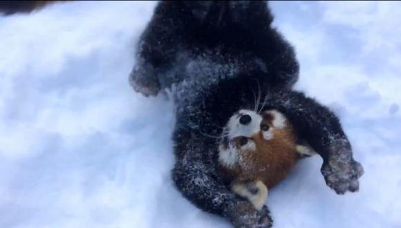 Facebook: un panda rojo se divierte así en la nieve (VIDEO) | REDES ...