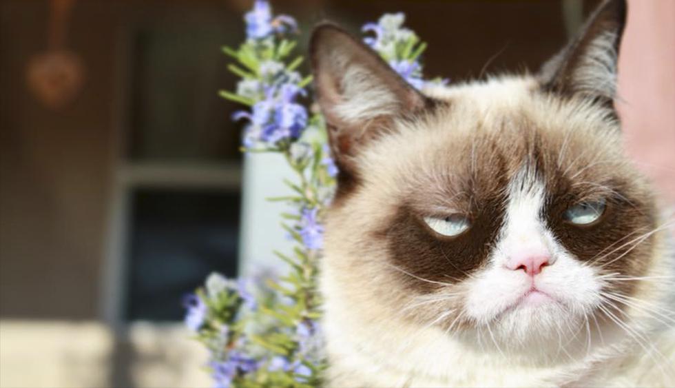 Murió 'Grumpy Cat', la famosa gata con cara enojada que inspiró miles ...