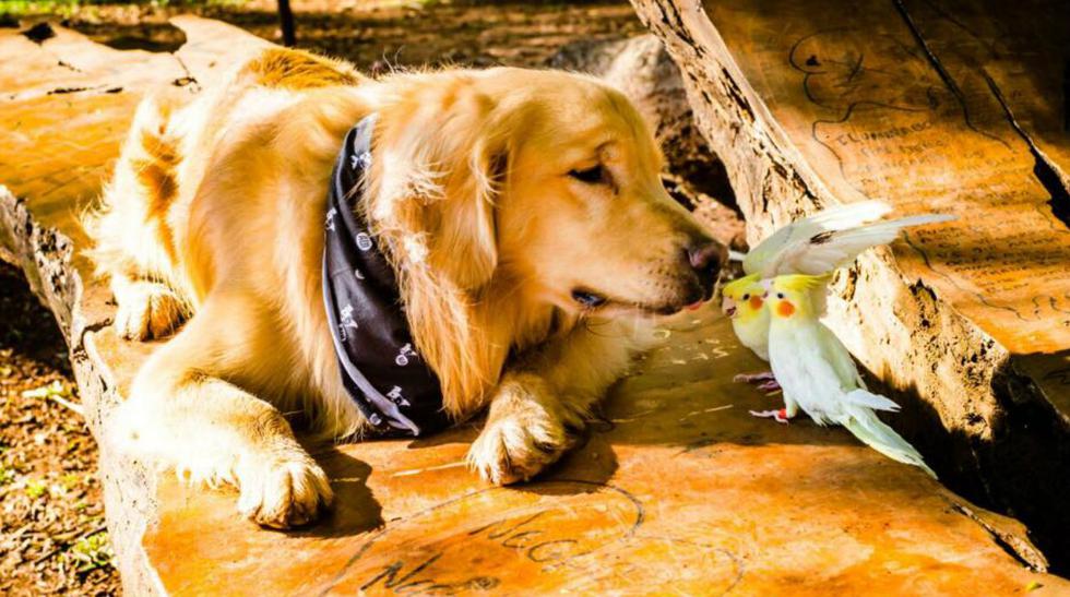 Bob, el perro que es amigo y convive con un hámster y 8 aves | REDES ...