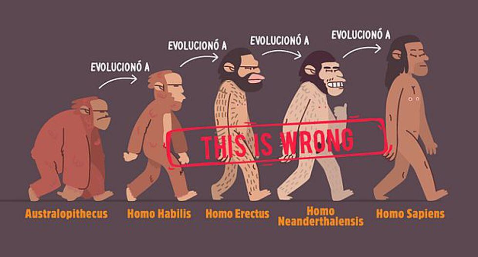 Facebook: Facebook: ¿Se enseña de forma correcta la evolución humana ...