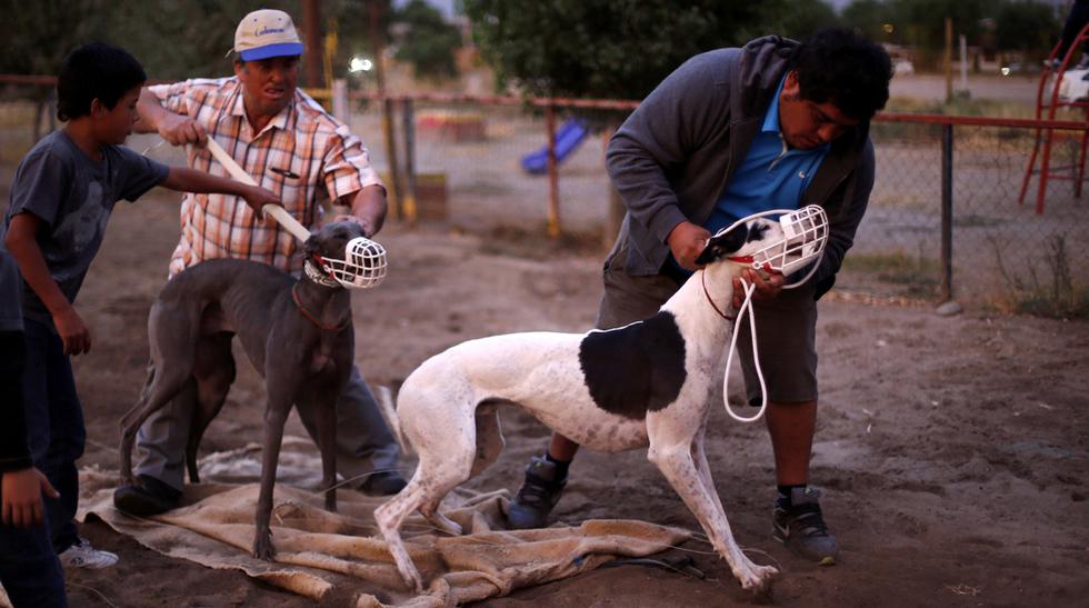 Espectacular carrera de perros galgos es tradición en Chile | DEPORTE ...