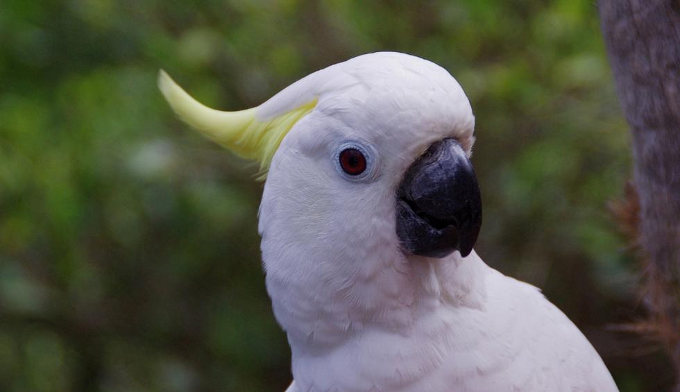 Una cacatúa y su dueña 'cantan' un conocido tema e impresionan a muchos ...