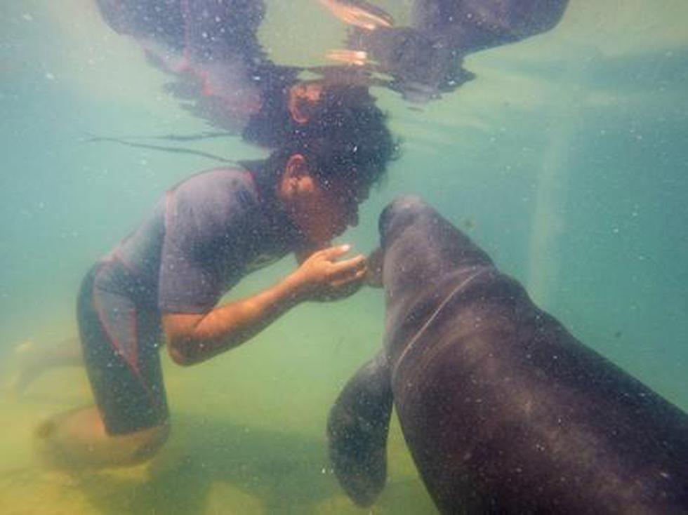 Salvando a un gigante: el manatí amazónico | TECNOLOGIA | EL COMERCIO PERÚ