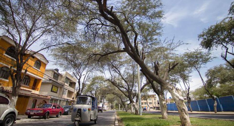 Sembrarán 100.000 árboles para que den sombra a la población | PERU ...