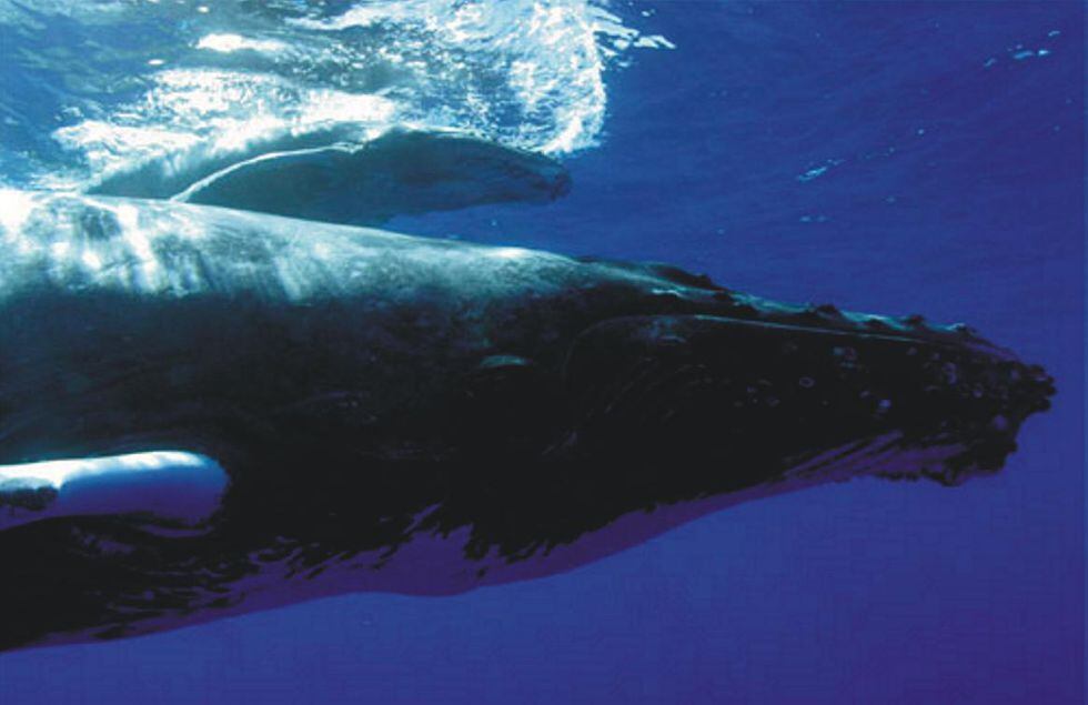Cámara colocada en una ballena bebé revela secretos sorprendentes ...